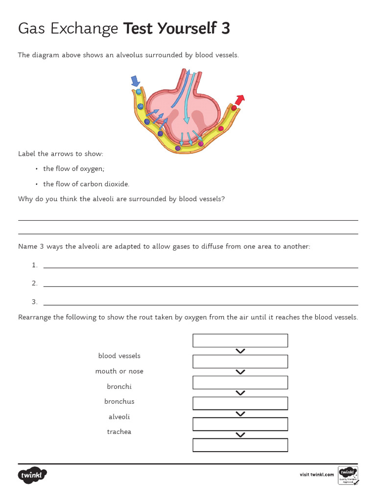 Gas Exchange Test Yourself 3 | PDF