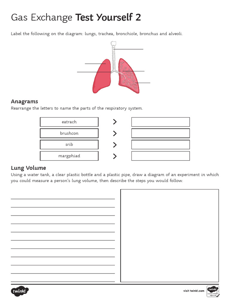 Gas Exchange Test Yourself 2 | PDF