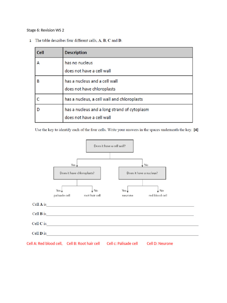 Cell Types and Virus Reproduction | PDF