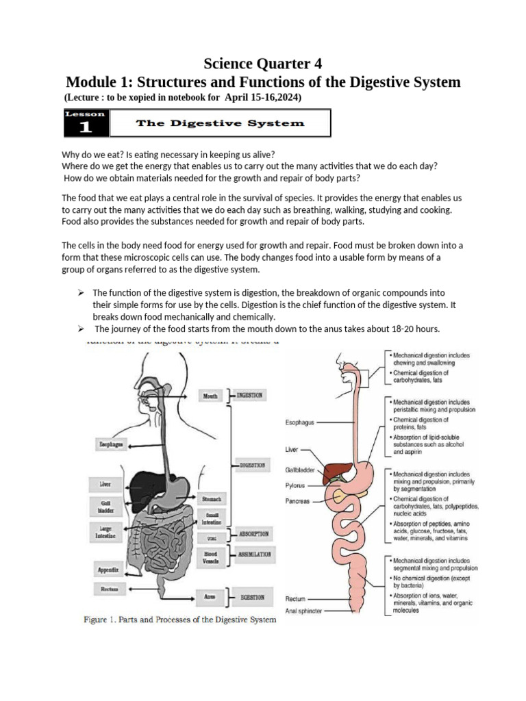 Science Quarter 4 DIGESTION | PDF | Small Intestine | Stomach
