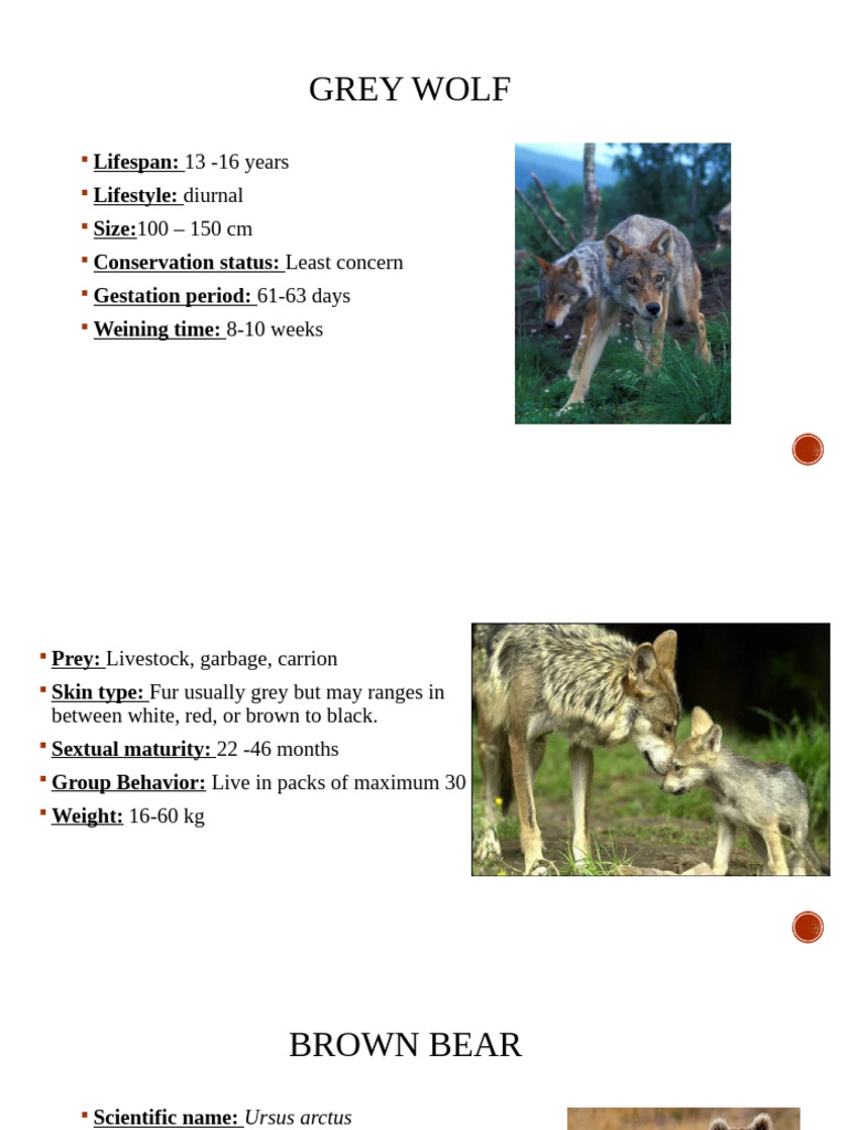 Mammals of Pakistan Part 2 | PDF