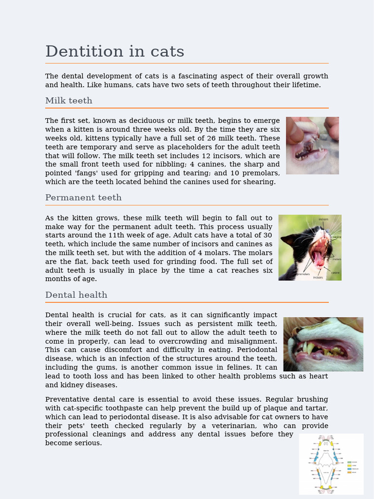 Dentition in cats | PDF