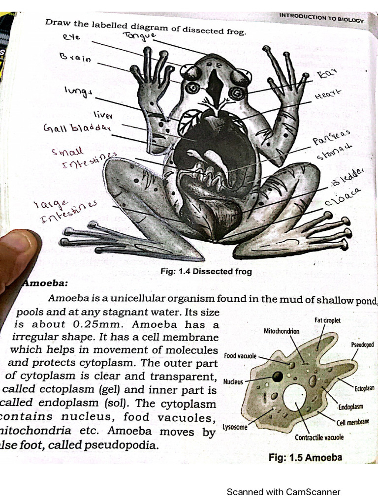 Detailed Question Answers | PDF