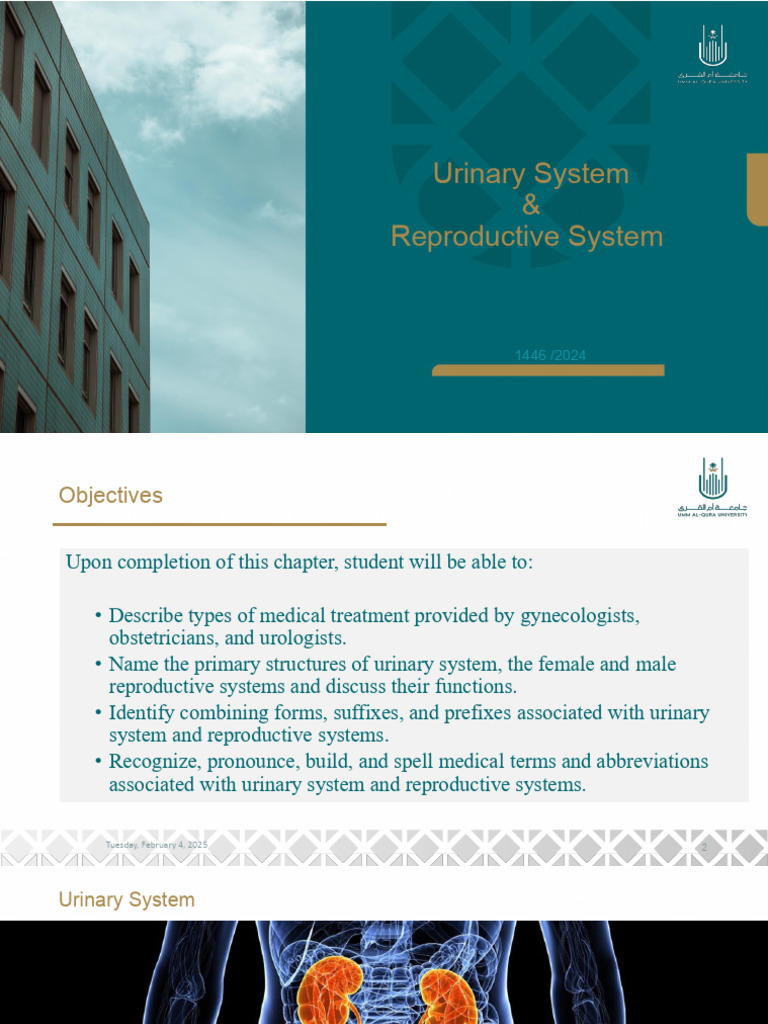 8 Urinary System Reproductive System Azhar Pdf Nephrology