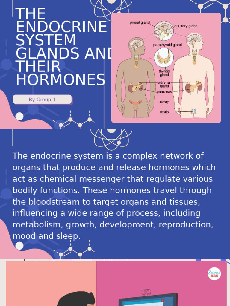 The Endocrine System Glands and Their Hormones | PDF | Pituitary Gland ...