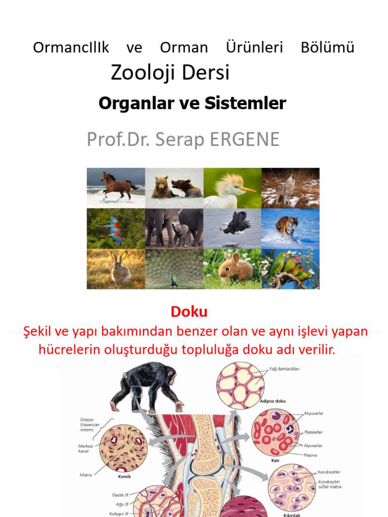 ORM 102 Zooloji-Organ | PDF