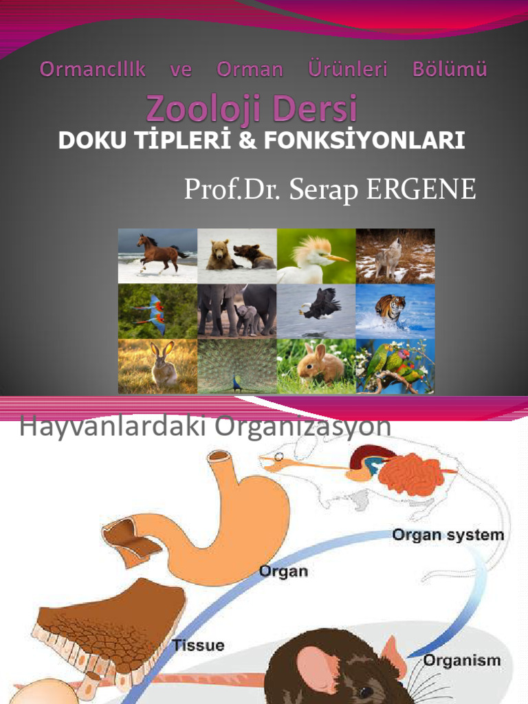 ORM Zooloji-Dokular3 | PDF