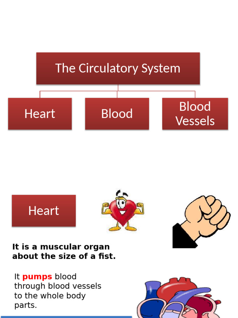 Circulatory System | PDF | Blood | Blood Vessel