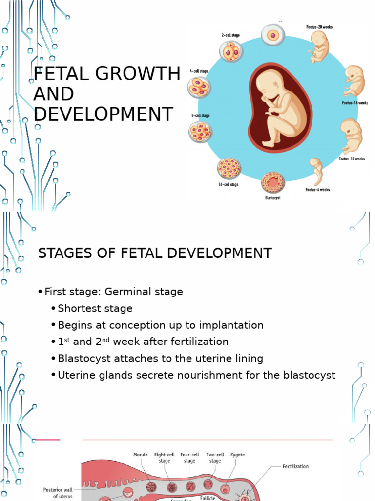 lec-3.1-fetal-growth-and-development | PDF | Lung | Atrium (Heart)
