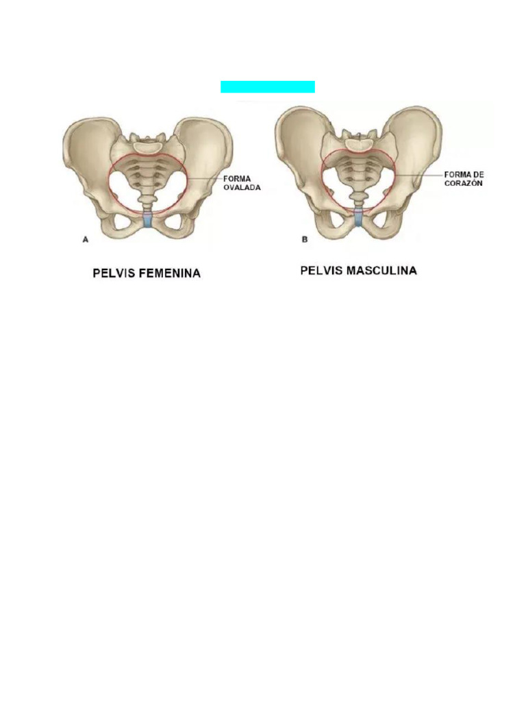 Cavidad Pelvica Pdf Pelvis Anatomía Humana