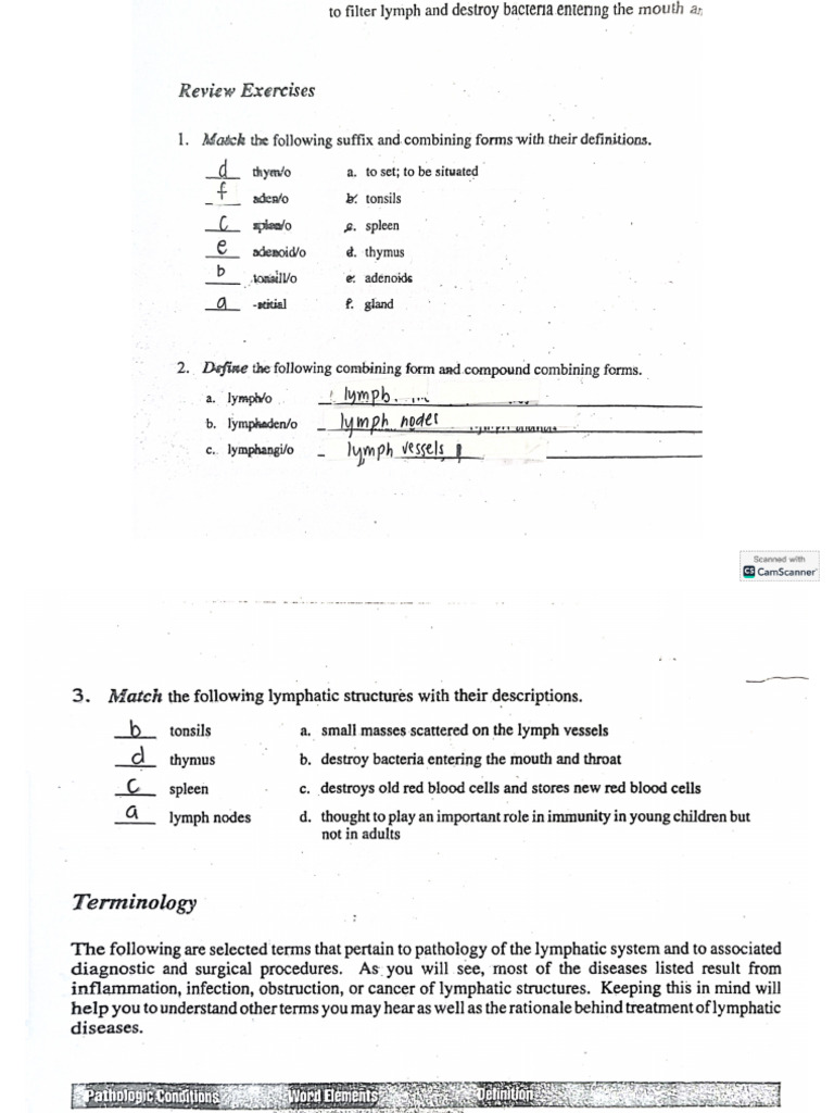 Lymphatic System | PDF