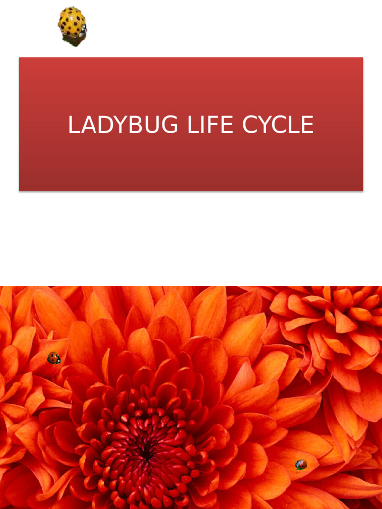 Ladybug Life Cycle | PDF