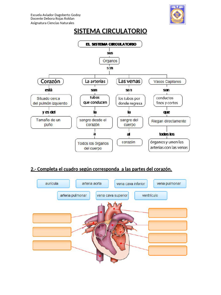Guia de Sistema Circulatorio Ciencias | PDF