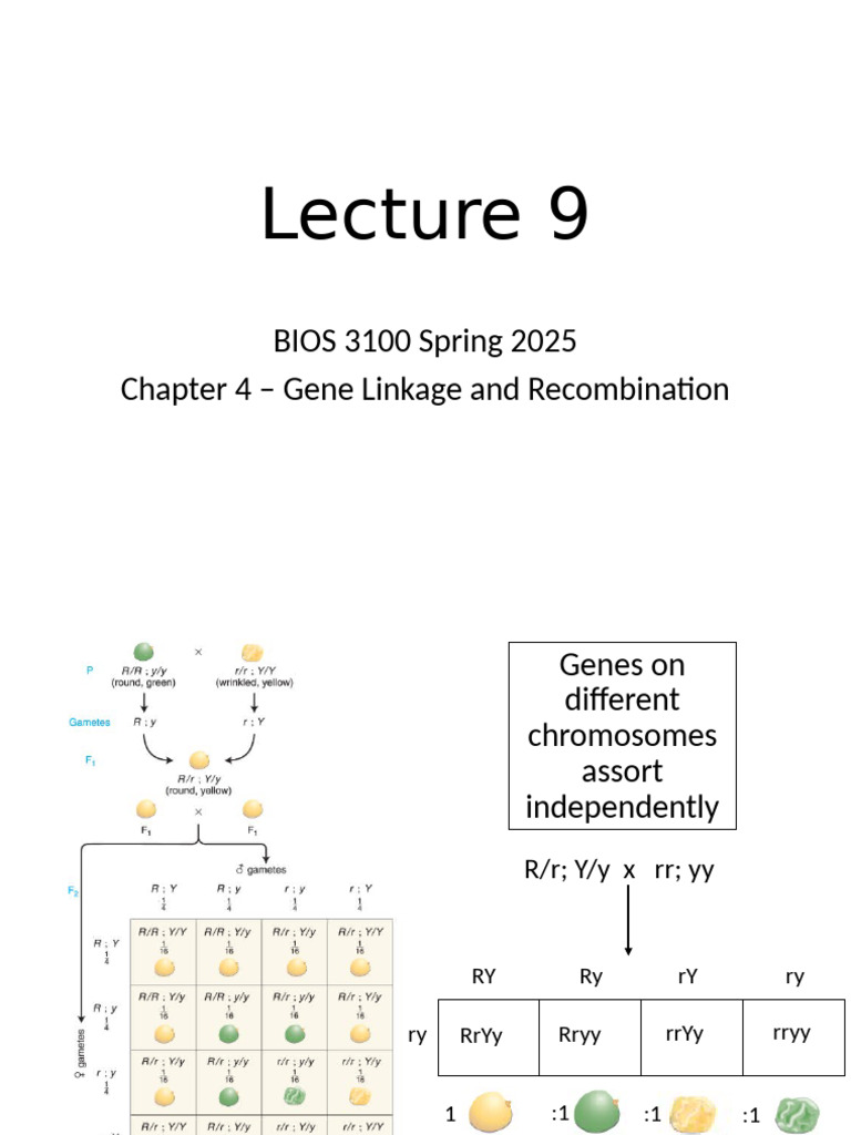 BIOS 3100 Lecture 9 Spring 2025 - Gene Linkage for students (2) | PDF ...