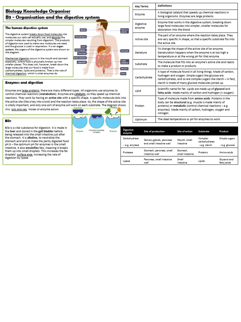 B3 - Organisation and the Digestive System | PDF | Digestion | Enzyme