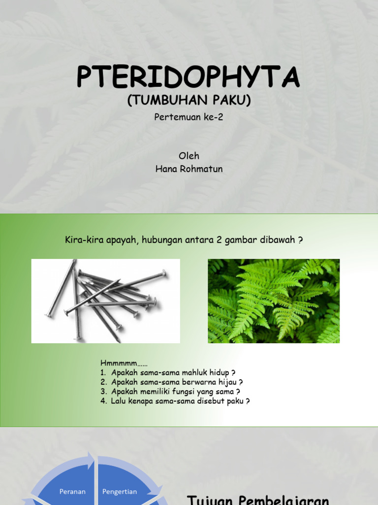 Pteridophyta (Paku) - Hana Rohmatun | PDF