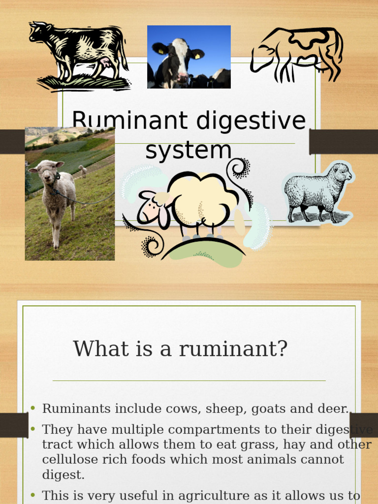 300618338 Ruminant Digestive System Ppt Pres | PDF | Ruminant | Digestion
