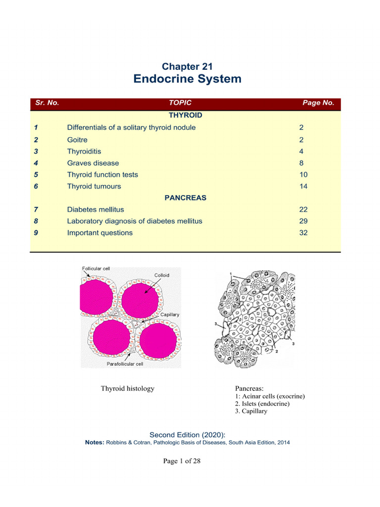 Chapter 21 Endocrine | PDF