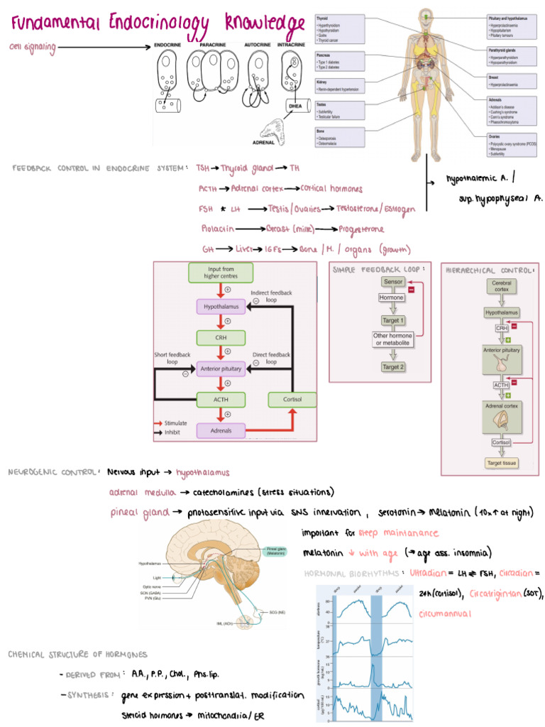 Endocrinology Summary | PDF | Hormone | Endocrine System