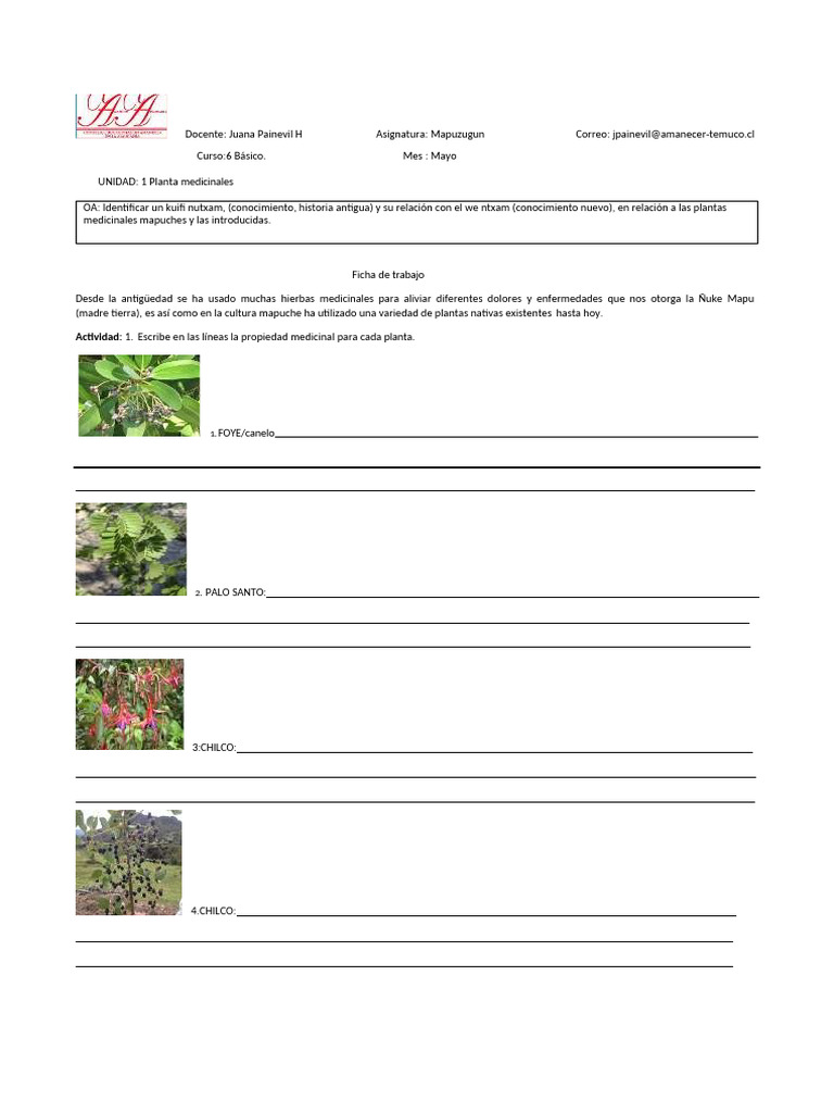 Guia Las Planta Medicinales 2 | PDF | Plantas medicinales | Plantas