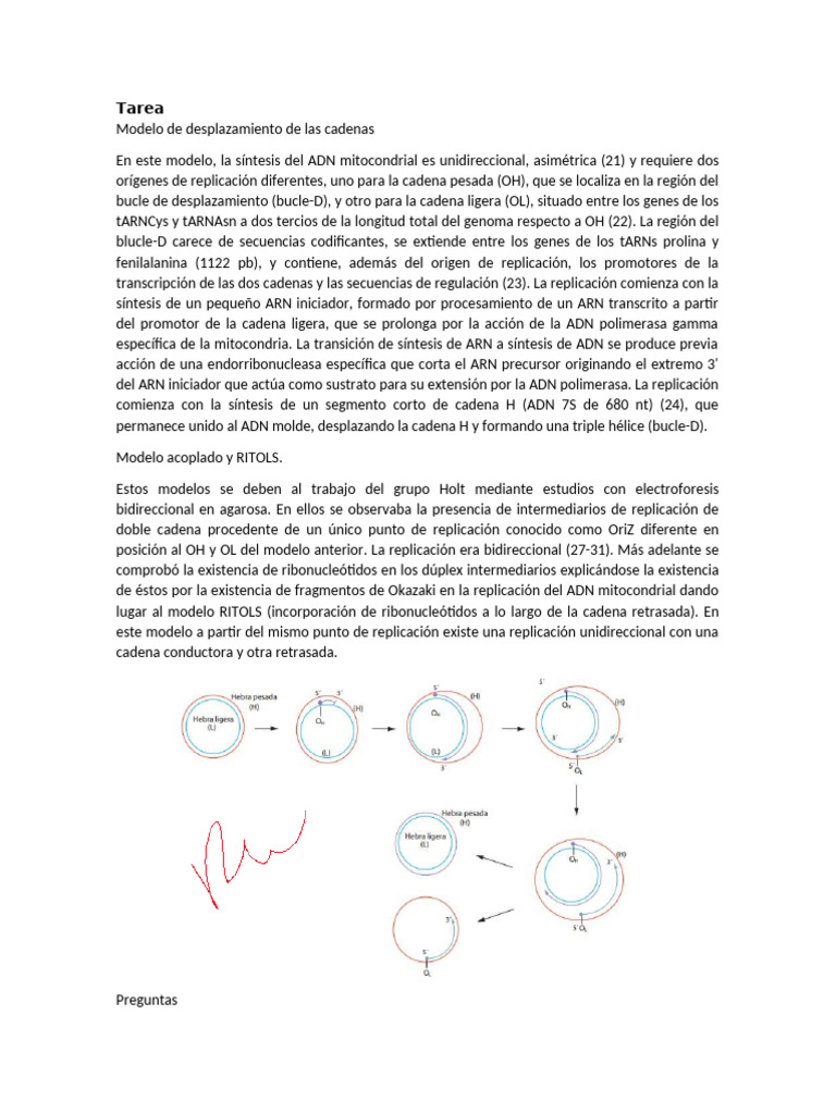 Tarea BM | PDF | Replicación De Adn | Adn