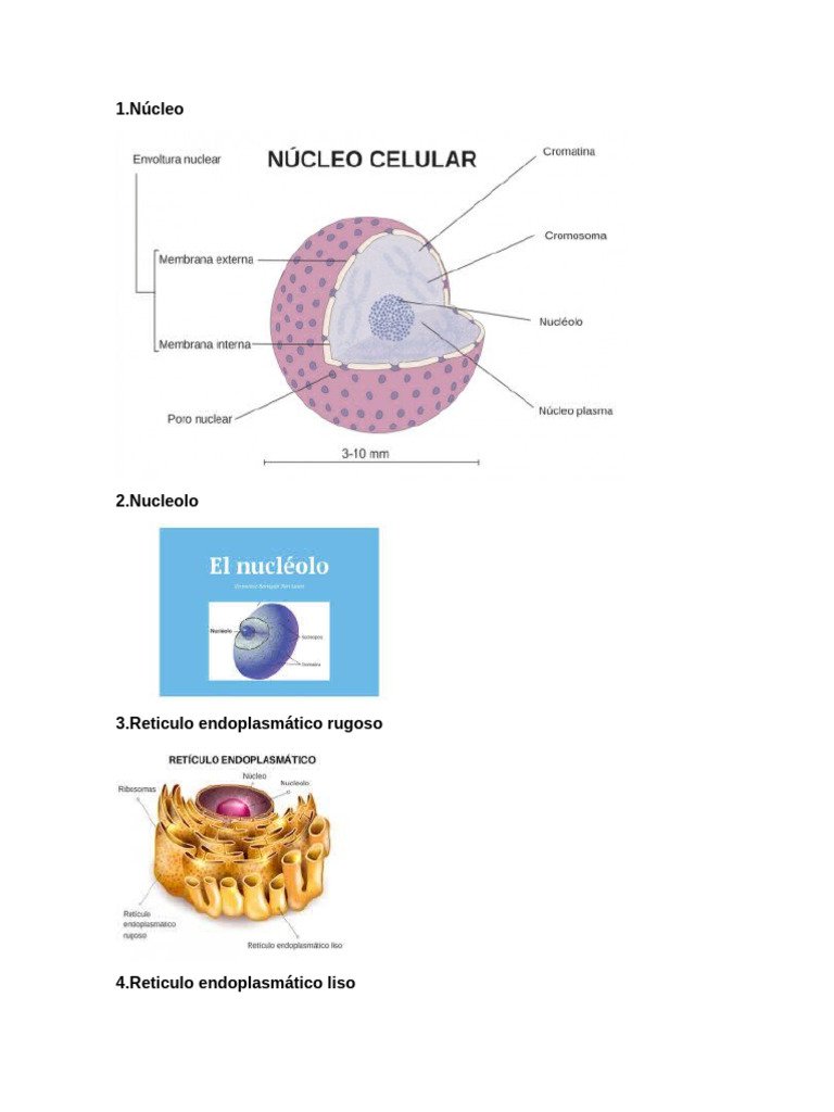 Nucleo Celular | PDF