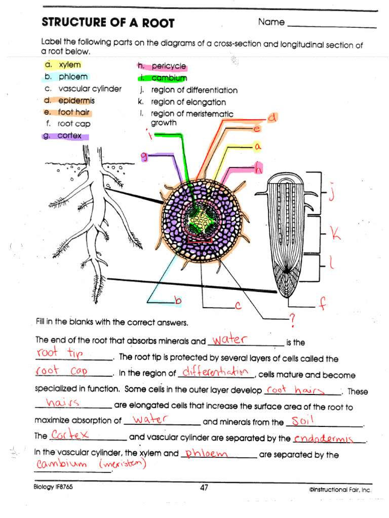 Root and Leaf Worksheets KEY | PDF