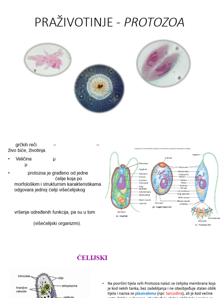 Prazivotinje Protozoa | PDF
