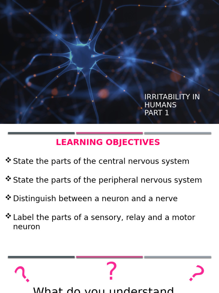 Irritability in Humans Part 1 | PDF | Nervous System | Central Nervous ...