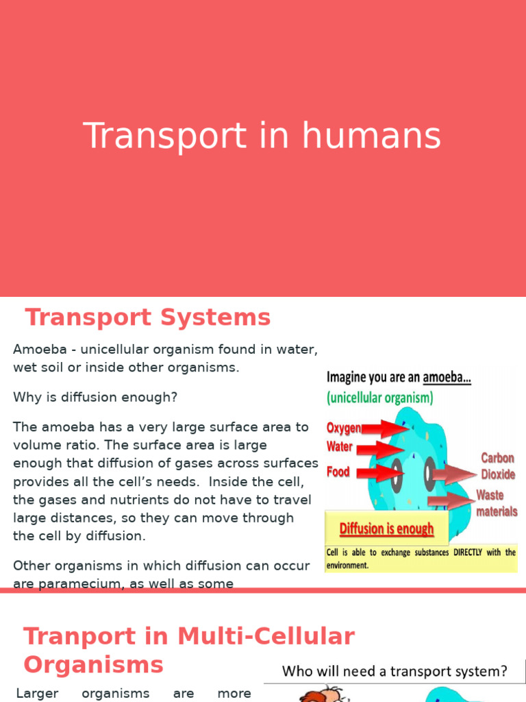 Transport in Humans Modified | PDF | Circulatory System | Vein