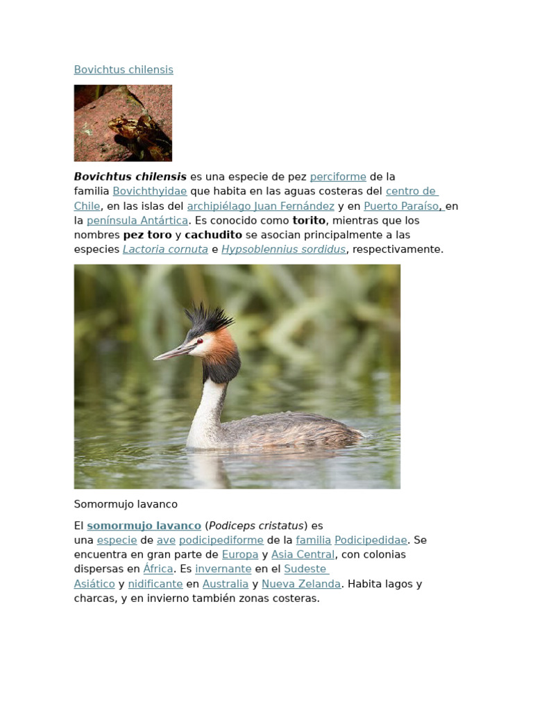 Bovichtus chilensis: Pez torito de Chile | PDF