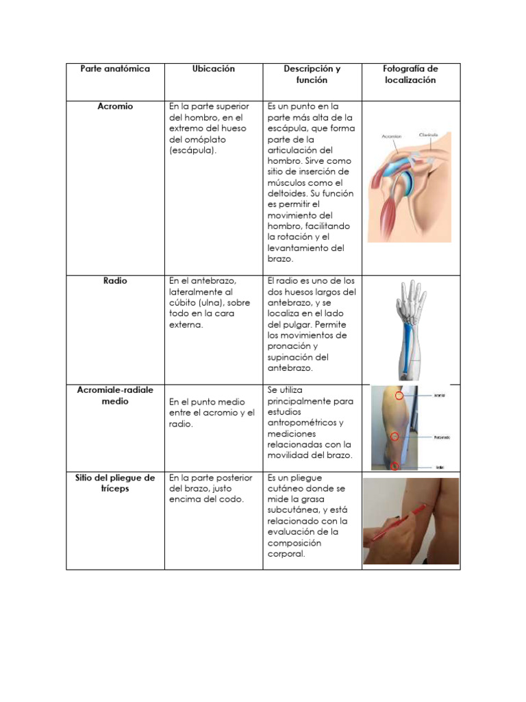 Parte Anatómicas | PDF | Codo | Hombro