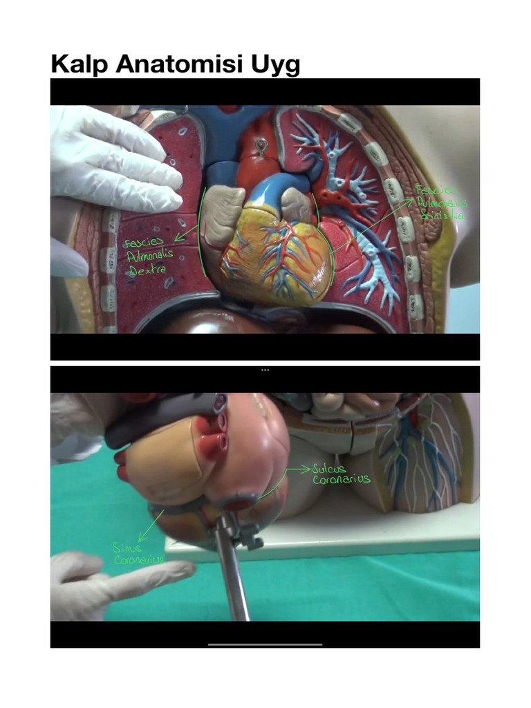 Kalp Anatomisi Uyg | PDF