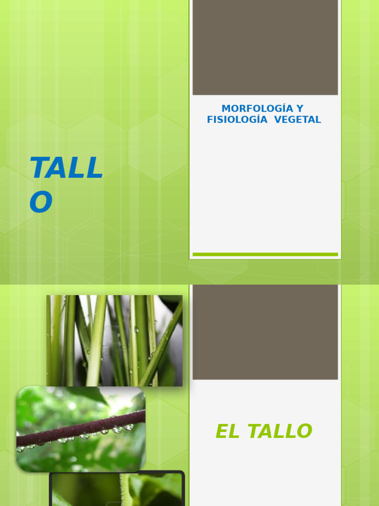 Tipos de tallos en plantas | PDF | Tallo de la planta | Raíz
