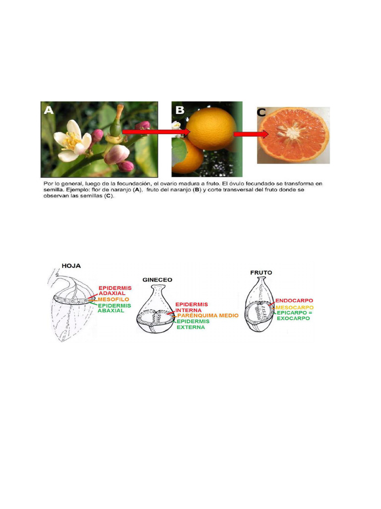 1 El Fruto | PDF | Plantas | Morfología Vegetal