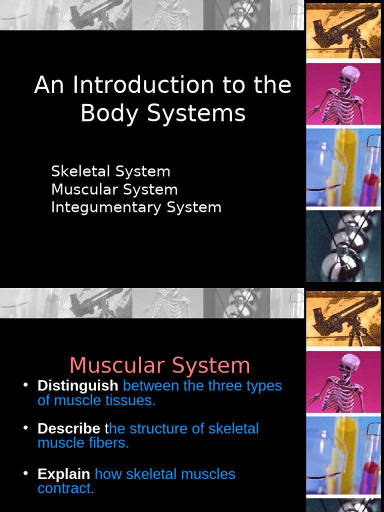 61dd4-61479-Muscular System Class Work Ppt. | PDF | Skeletal Muscle ...