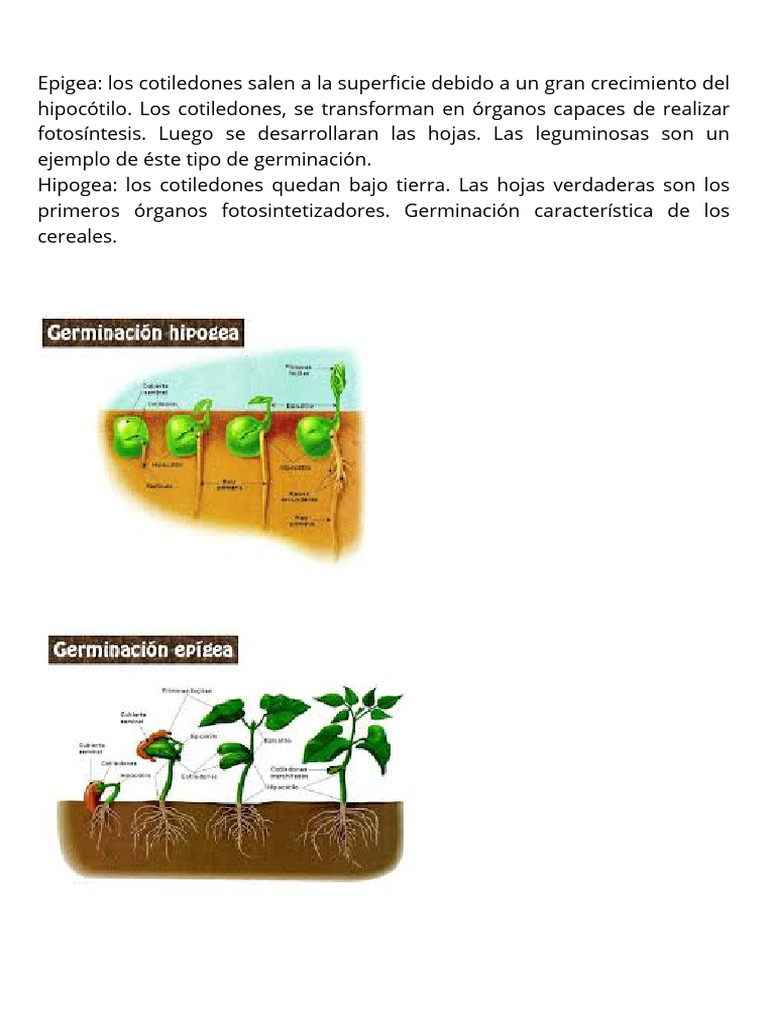 Epigea los cotiledones salen a la superficie debido a un gran ...