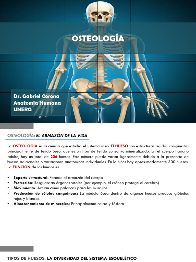 2 - Osteología | PDF | Hueso | Esqueleto