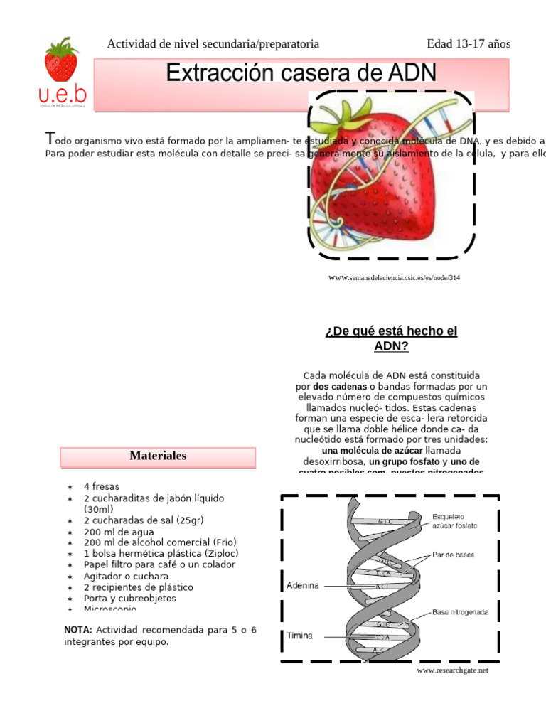 Extraccion ADN de Fresa | PDF | Adn | Nucleótidos