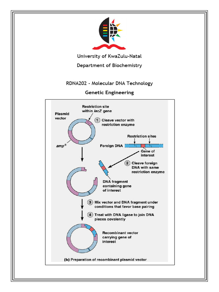 Genetic Engineering Notes | PDF | Molecular Cloning | Restriction Enzyme