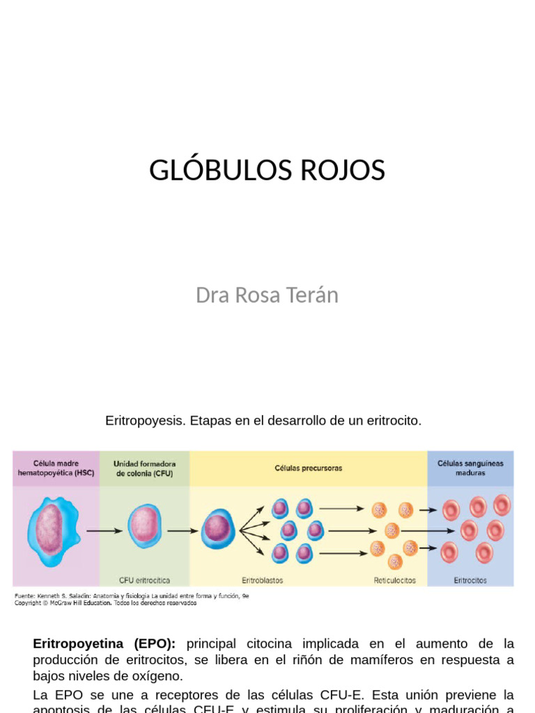 Glóbulos Rojos | PDF | Glóbulo rojo | Sangre