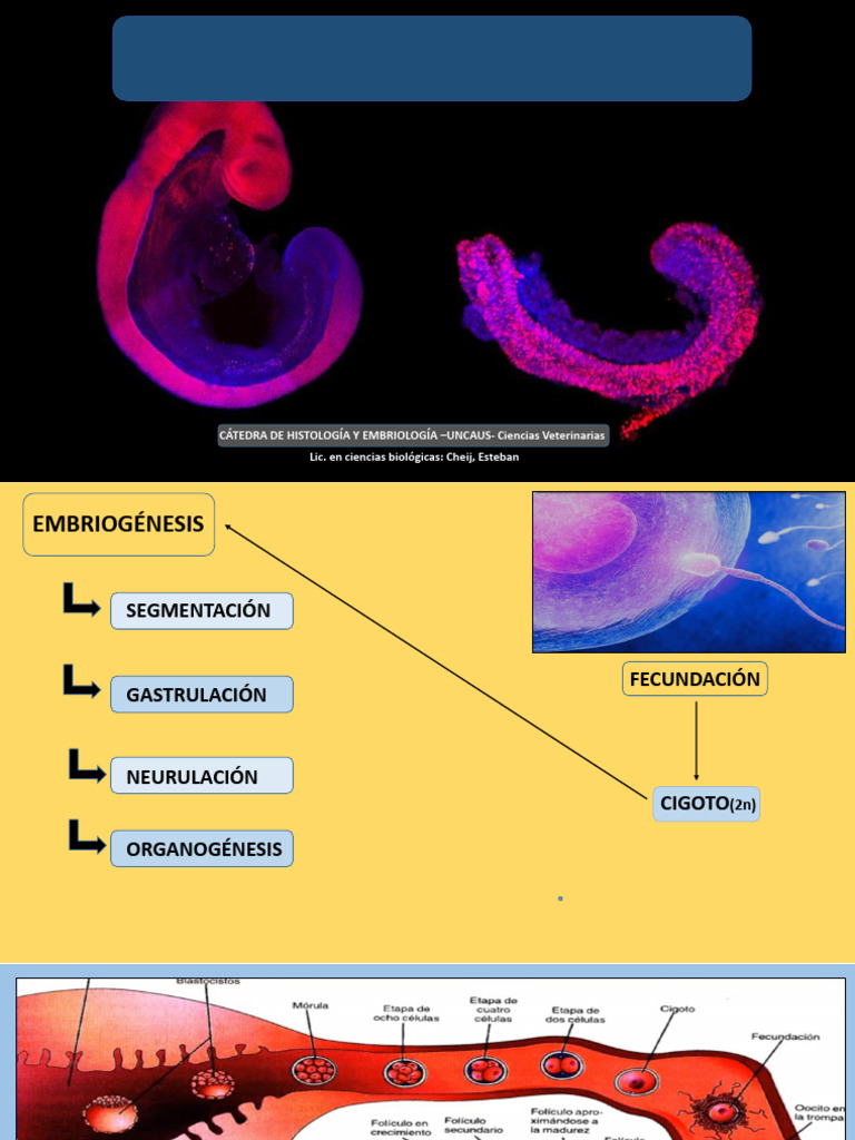 Clase Embriología II - Desarrollo Temprano y Gastrulación | PDF ...