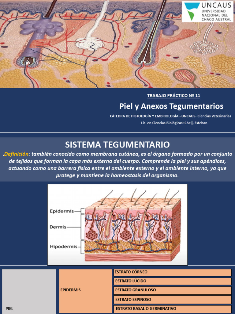 Clase Piel y Anexos Tegumentarios | PDF | Piel | Epidermis