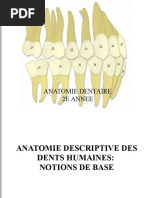 Anatomie de la Face Occlusale Dentaire | PDF | Dent humaine | Arts du ...