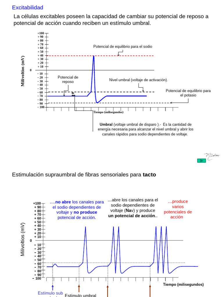M2.4 Excitabilidad y Sensibilizacion 2020 | PDF | Potencial de acción ...