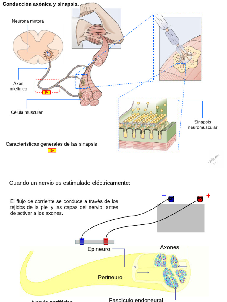 M2.5 Conduccion, Sinapsis | PDF | Sinapsis | Potencial de acción