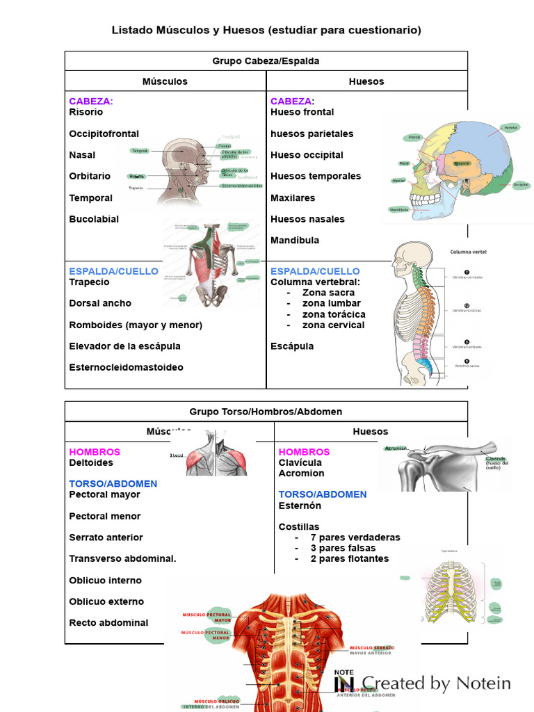 Listado Músculos y Huesos | PDF | Extremidades (anatomía) | Anatomía humana