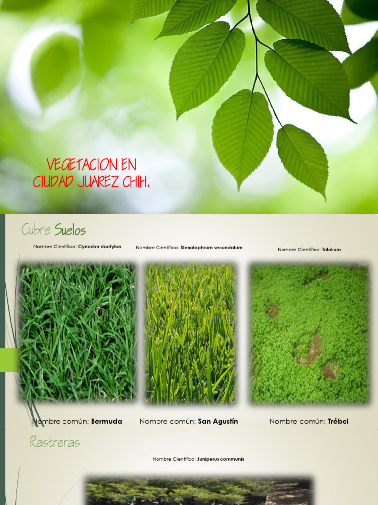 Vegetación y Plantas en Ciudad Juárez | PDF | Arboles | Botánica
