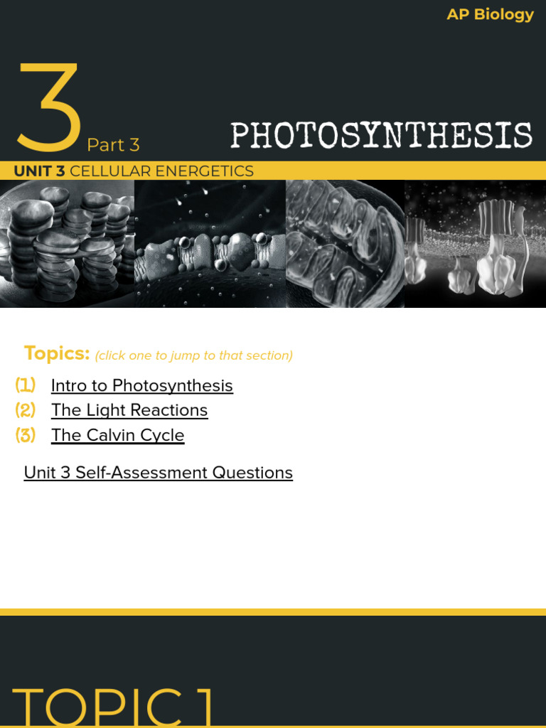 Understanding Photosynthesis Process | PDF | Photosynthesis | Chloroplast