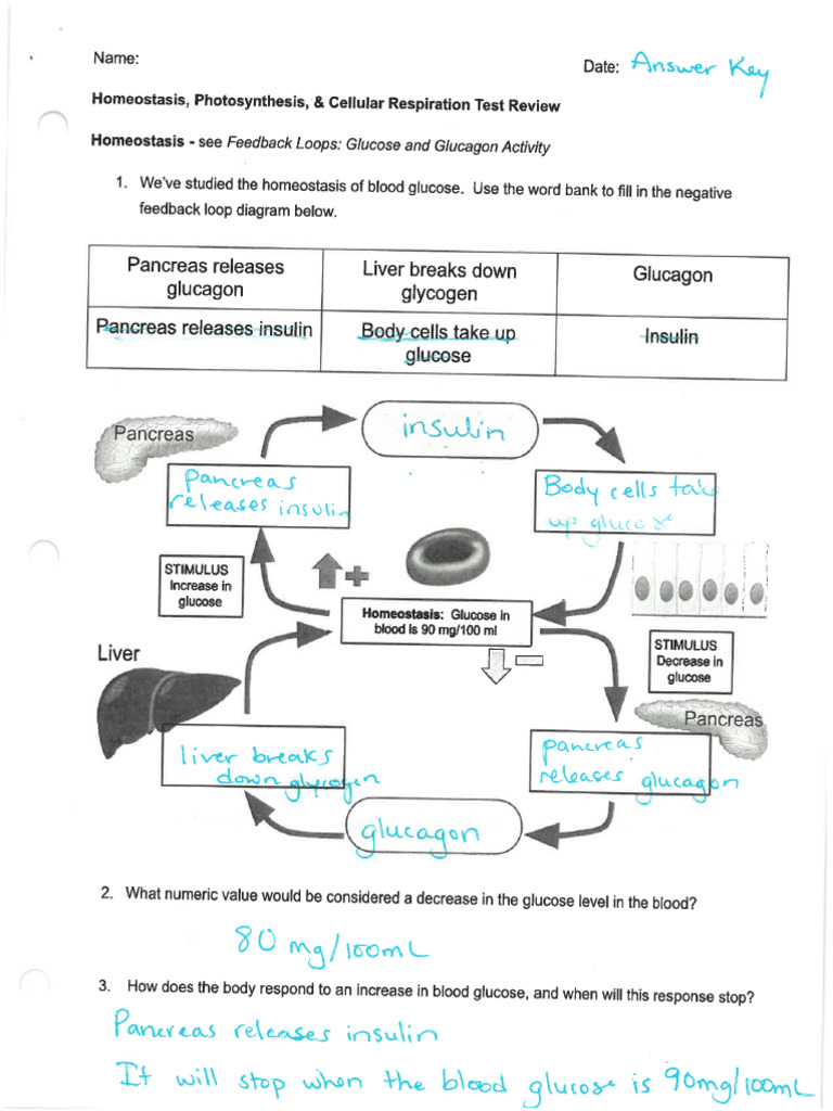 Homeostasis, Photosynthesis, Cellular Respiration Review Answer Key | PDF